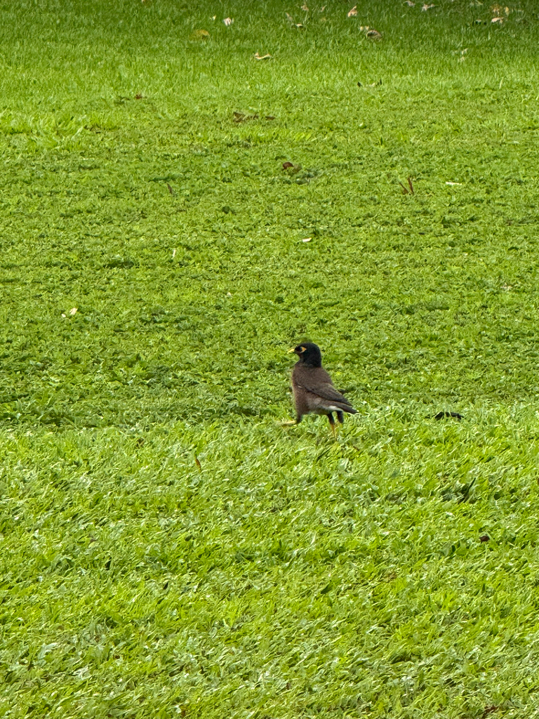 Common Myna from Hui Kelu St, ʻĀhuimanu, HI, US on April 15, 2025 at 07 ...