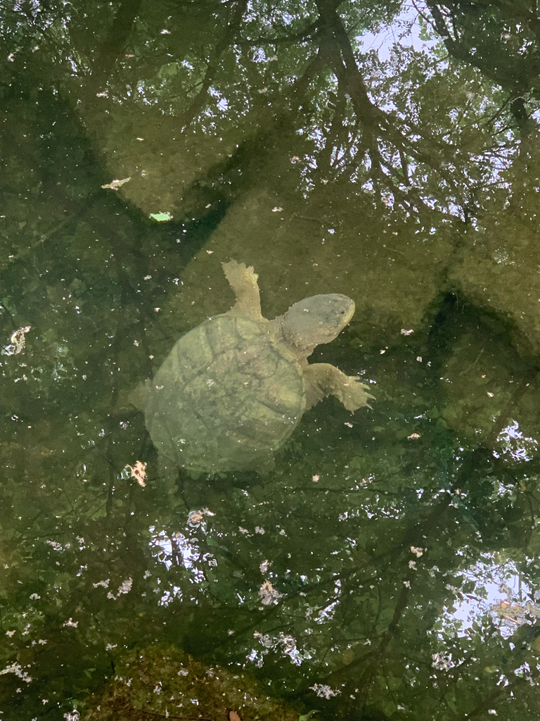Common Snapping Turtle from Wood St, Austin, TX, US on April 15, 2025 ...