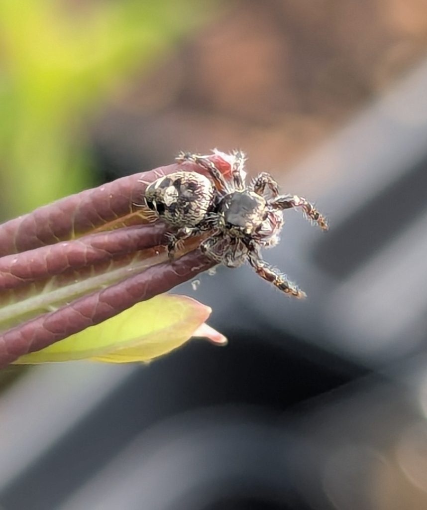 Putnam's Jumping Spider from Rural Hall, NC, USA on April 15, 2025 at ...