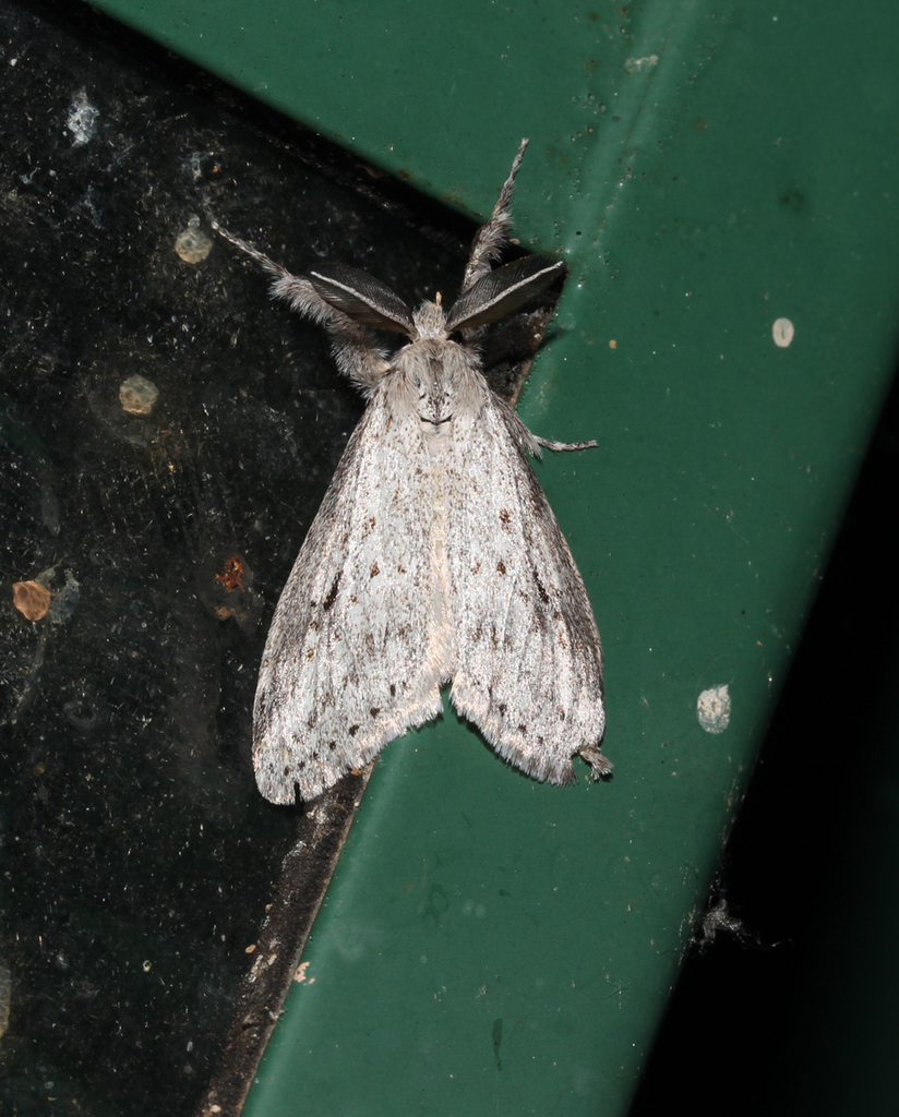 Municipal Tussock from Gabus Safari Lodge, FARM GABUS ( NR 52 ), BOX 52 ...