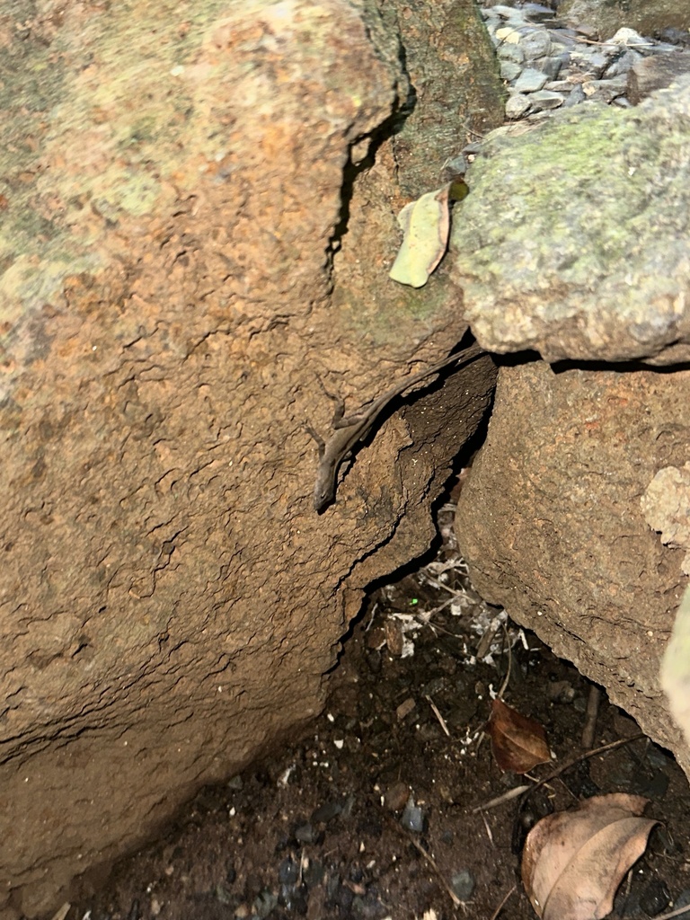 Brown Anole from Oʻahu, Kailua, HI, US on April 15, 2025 at 07:40 AM by ...