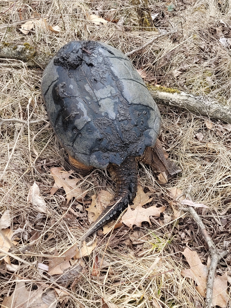 Common Snapping Turtle from Kingston, ON K7M 2E3, Canada on April 15 ...