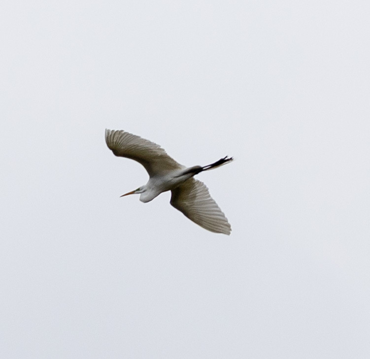 Great Egret from Centerville, OH, USA on April 15, 2025 at 12:54 AM by ...