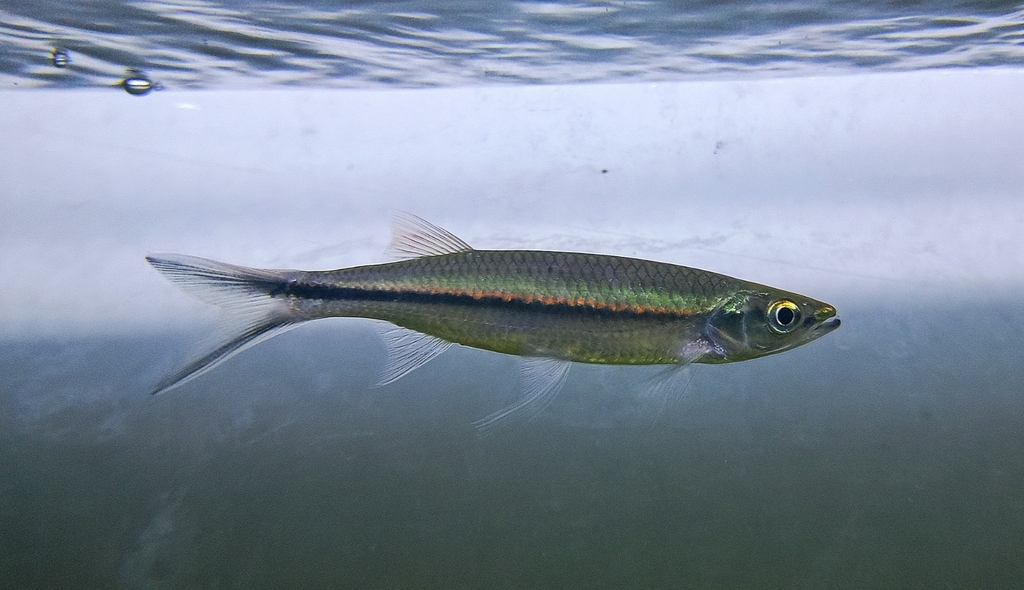 Apollo Shark from JHV2+4F, Kampung Besar Seberang, Rengat, Indragiri ...