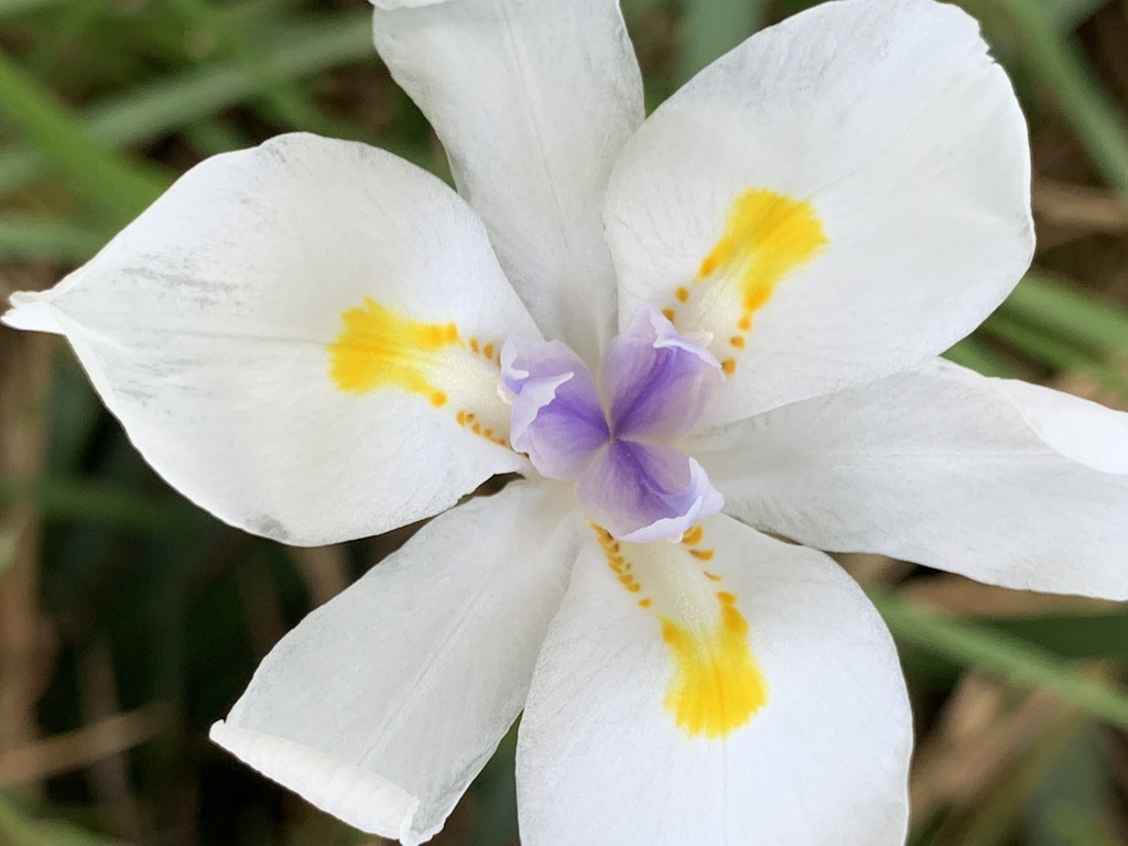 Fortnight Lilies (Dietes) - Botanical Realm
