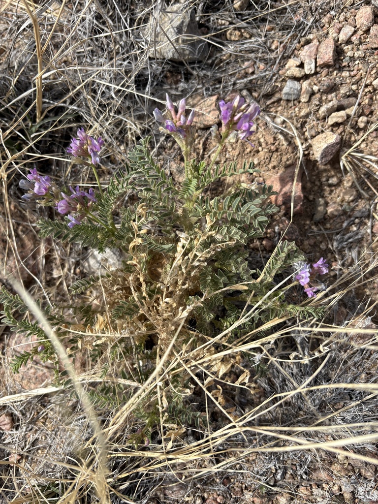 Freckled Milkvetch from San Bernardino Dr NE, Albuquerque, NM, US on ...