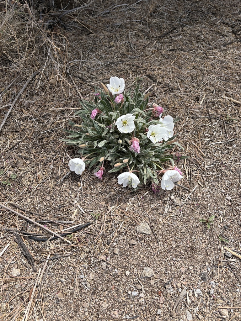 fragrant evening primrose from Tennyson St NE, Albuquerque, NM, US on ...