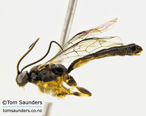 Genus Sciron · iNaturalist United Kingdom