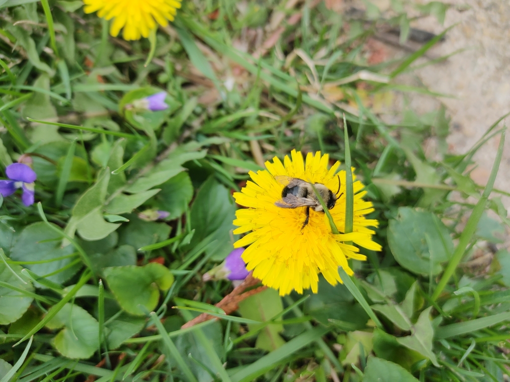 Blueberry Digger Bee from Nuttal Ave & Edgewood Rd, Edgewood, MD 21040 ...