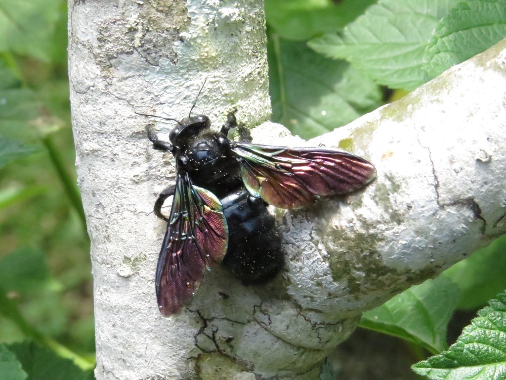 扁柄木蜂 Broad-handed Carpenter Bee (西双版纳的蜂子) · BioDiversity4All