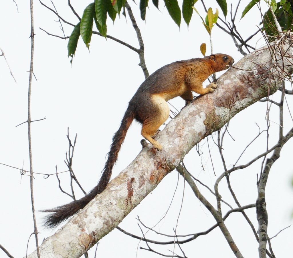 Pale Giant Squirrel in April 2025 by Dixon Lau · iNaturalist