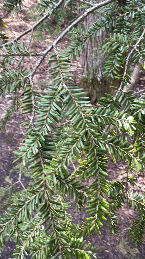 eastern hemlock from Manitowoc County, US-WI, US on April 15, 2025 at ...