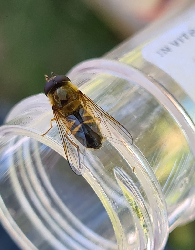 Hover Flies from John Bull Building, Plymouth PL6 8BU, UK on April 11 ...