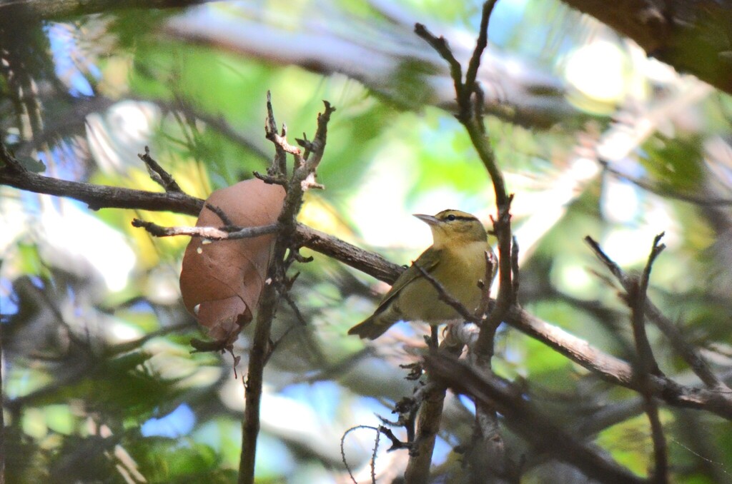 Worm-eating Warbler from Boca Raton, FL, USA on April 14, 2025 at 08:19 ...