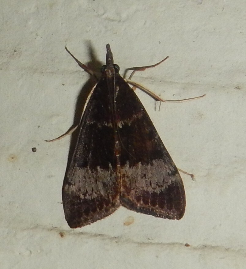 Tree Lucerne Moth from Keith SA 5267, Australia on April 15, 2025 at 11 ...