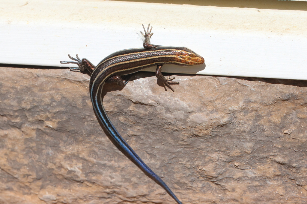 Common Five-lined Skink from Concord, NC, USA on April 15, 2025 at 04: ...