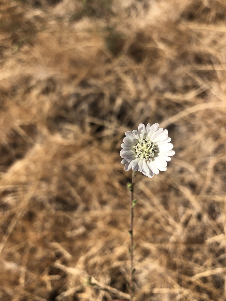 Hayfield Tarweed from Dixon, CA, US on August 19, 2019 at 10:23 AM by ...