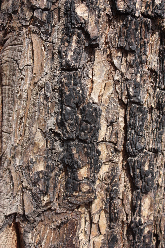 (Anonychium africanum) - Botanical Realm