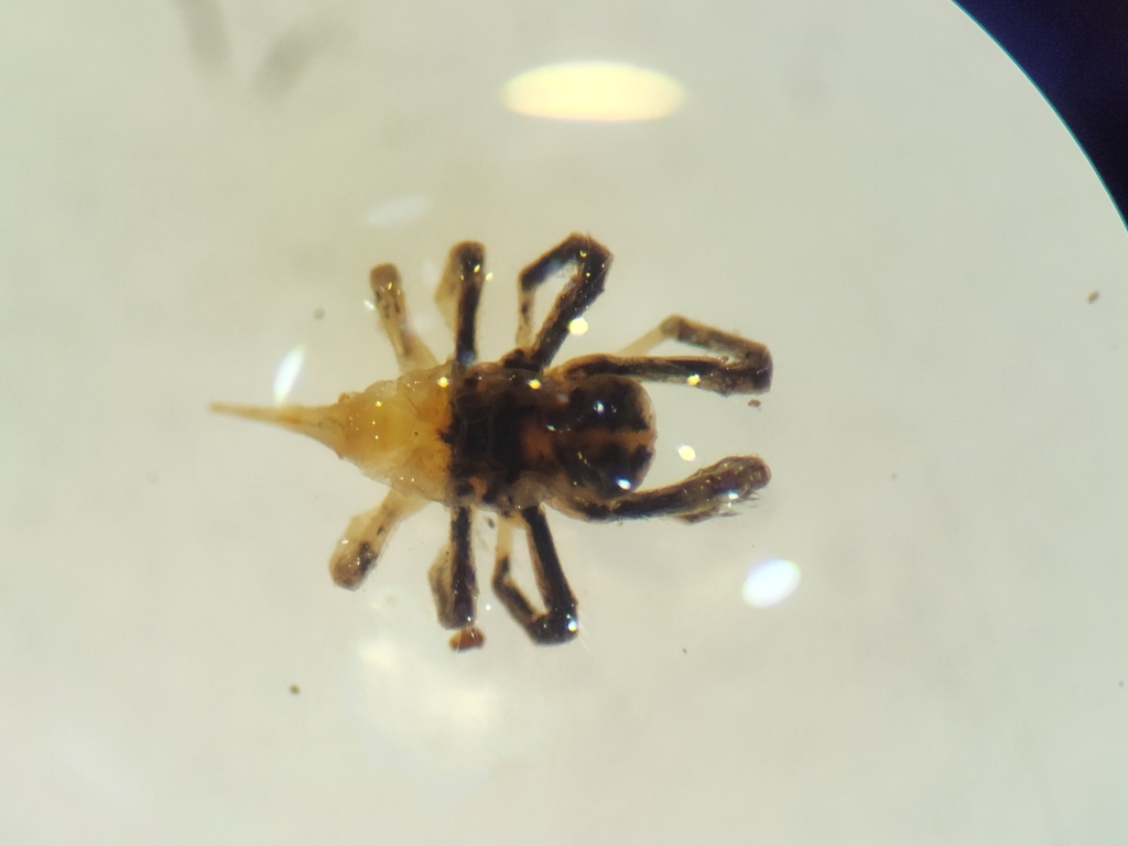 Snout Mites from Waipori Falls 9073, New Zealand on November 22, 2022 ...