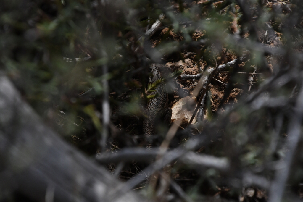 Common Sagebrush Lizard from Montezuma County, CO, USA on April 14 ...