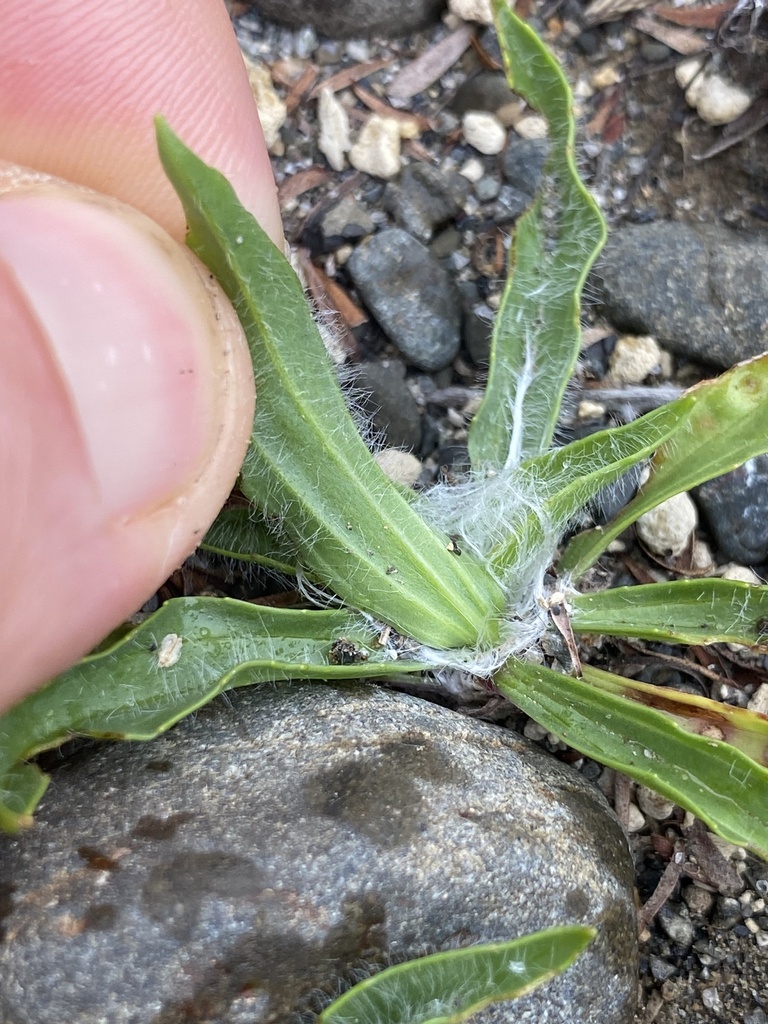 ribwort plantain from North Island / Te Ika-a-Māui, Raupunga, Hawke's ...