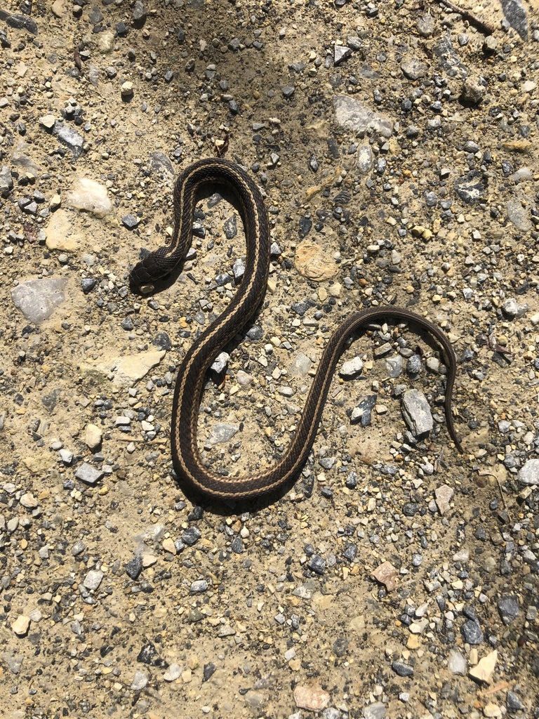 Common Garter Snake from Great Falls, VA, USA on April 15, 2025 at 03: ...
