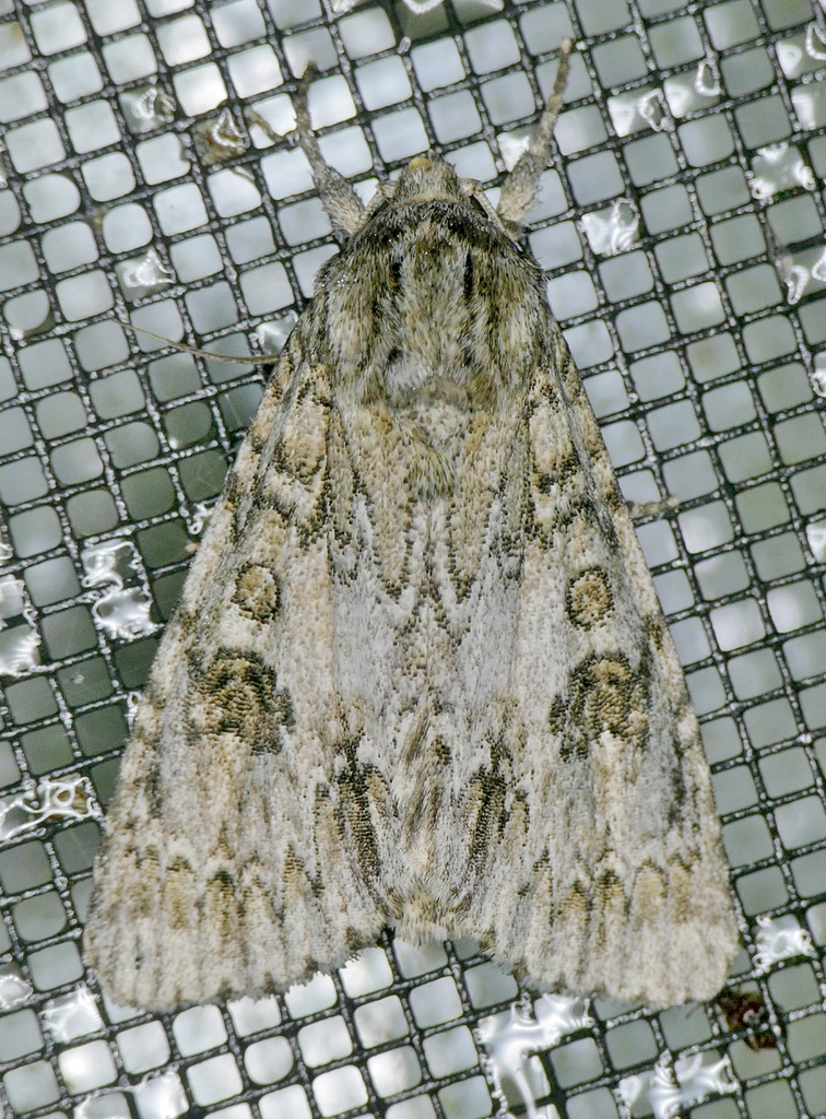 Ruddy Dagger (Pennsylvania Moths) · iNaturalist