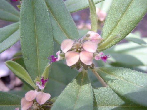 Polygala arenaria · iNaturalist