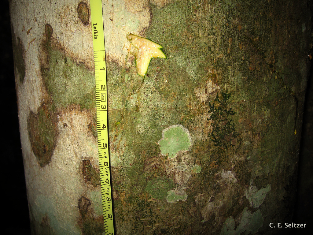 sandpaper tree (Ficus exasperata) - Botanical Realm