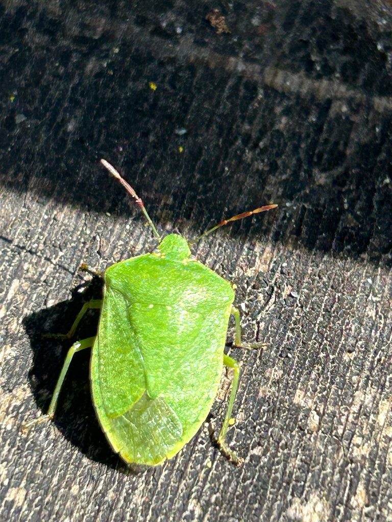 Southern Green Stink Bug from Seattle, WA, US on April 15, 2025 at 01: ...