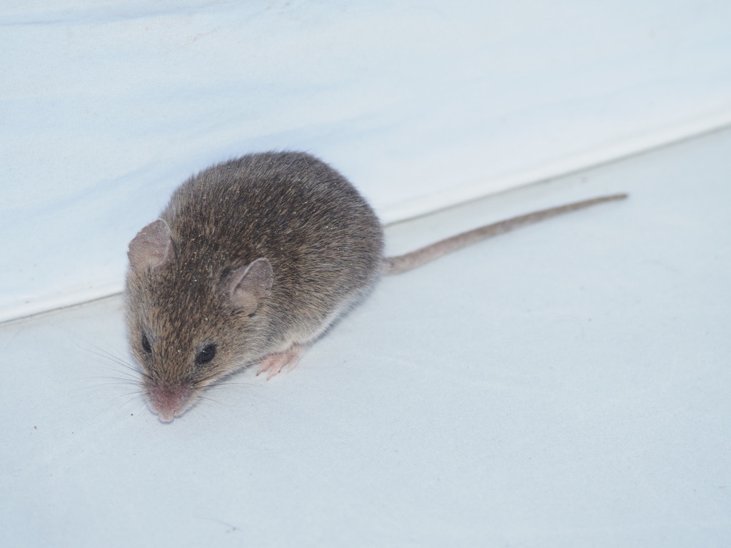 Mexican Pygmy Mouse from Cuautitlán de García Barragán, Jal., Mexico on ...