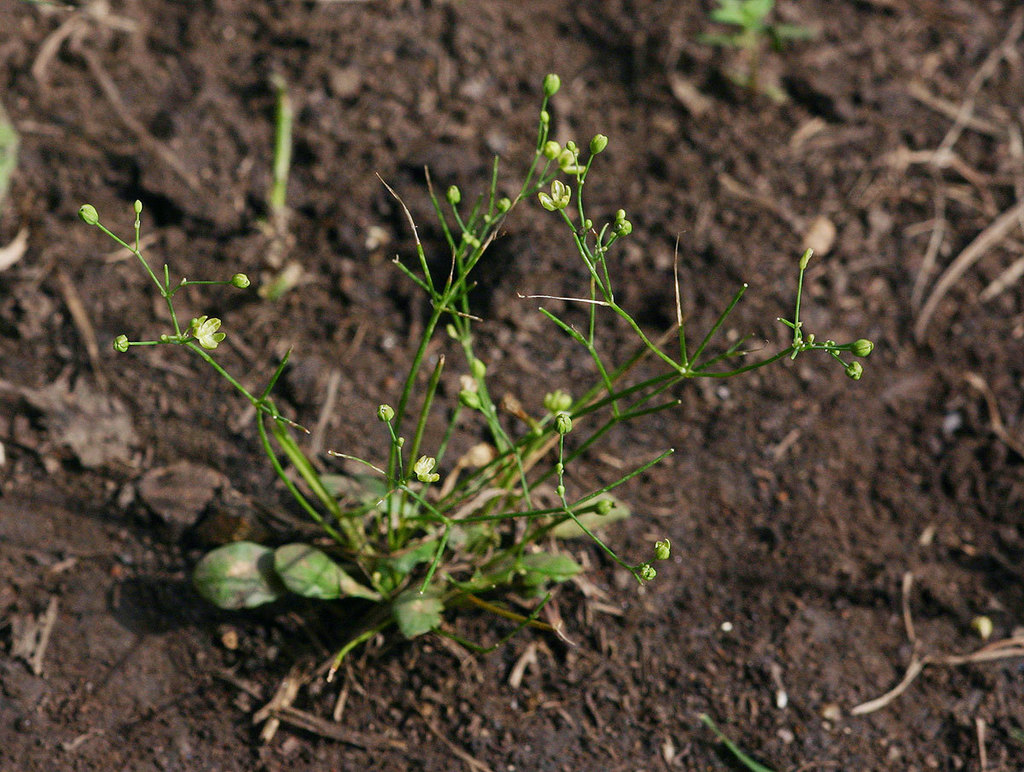 Smooth Carpetweed (Paramollugo nudicaulis) - Botanical Realm
