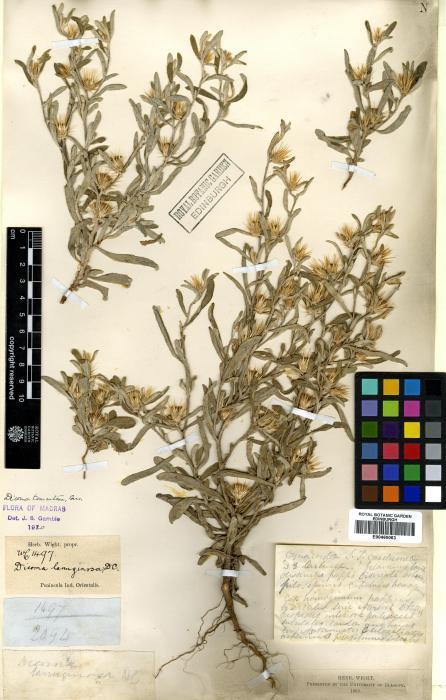 Woolly Karmedik (Dicoma tomentosa) - Botanical Realm