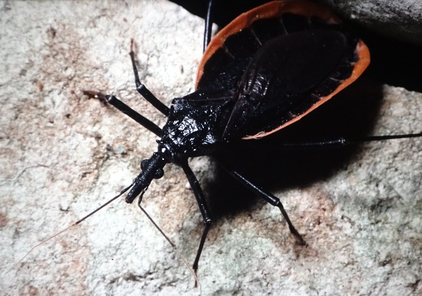 Triatoma recurva (Stål, 1868)