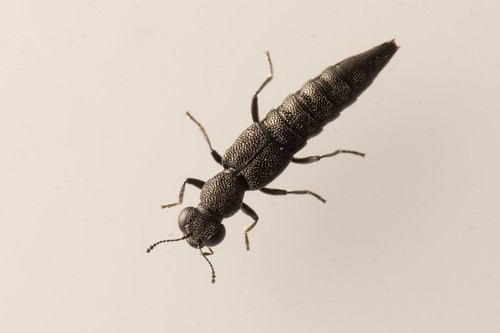 Stenus nigritulus · iNaturalist