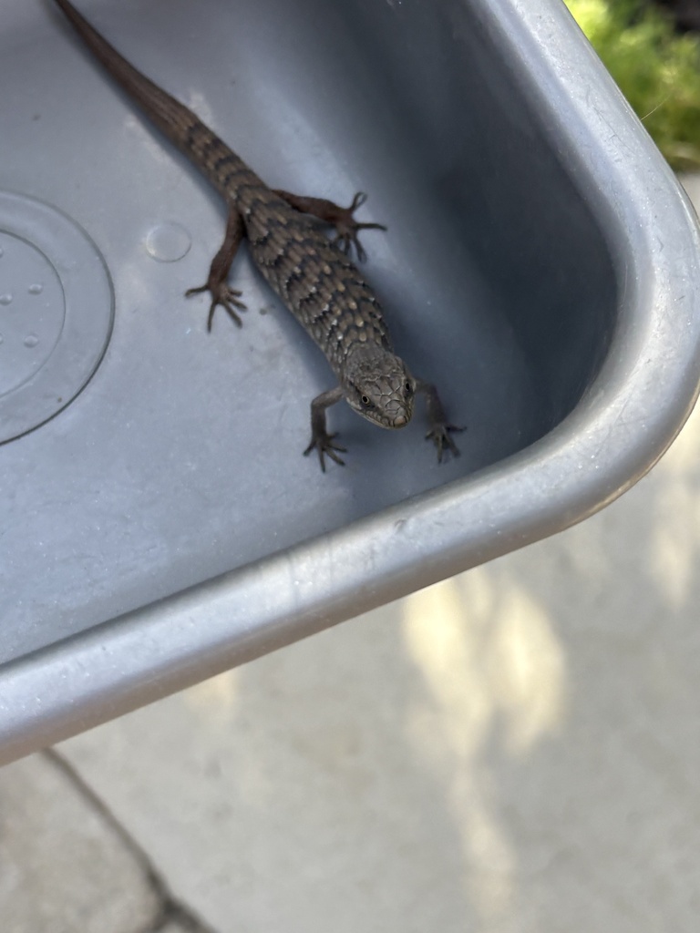 San Diego Alligator Lizard from Julian Ave, San Diego, CA, US on April ...