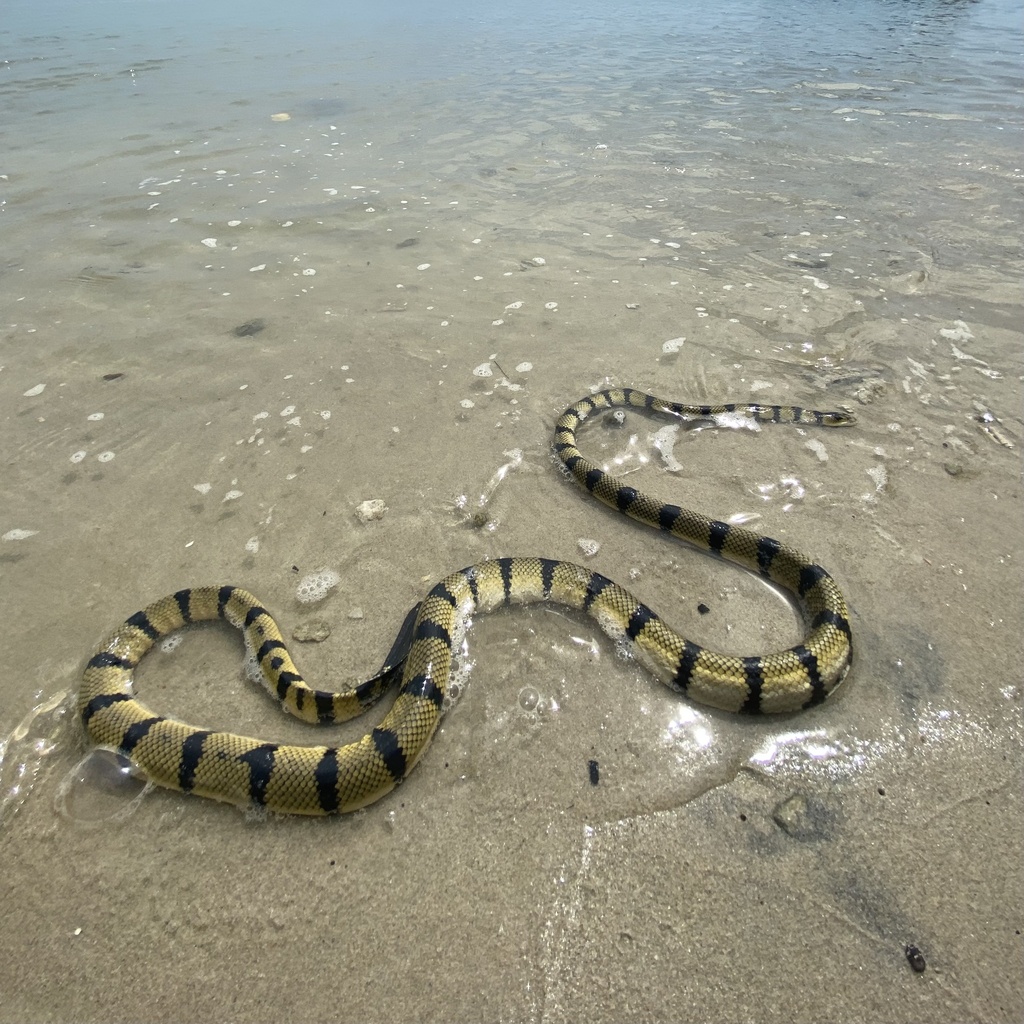 Yellow Sea Snake from Cejlon, Northern Province, LK on July 16, 2024 at ...