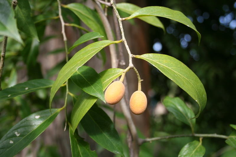 Opilia amentacea (Flora of the WAP complex - non-leguminous dicots ...