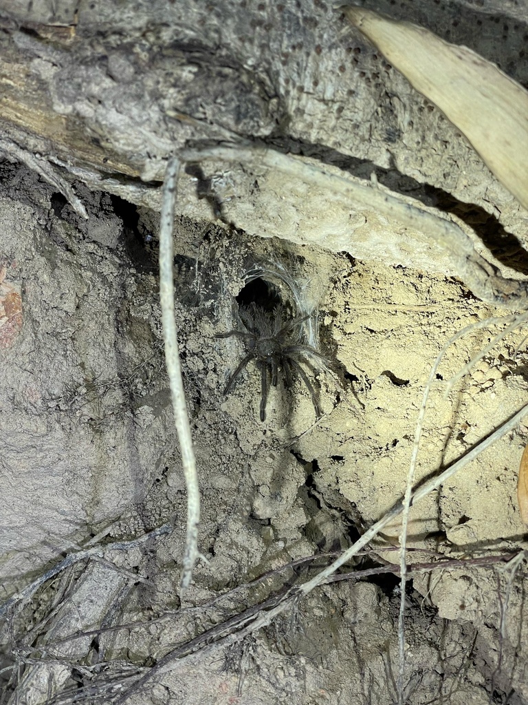 Asia-Pacific Tarantulas from Phou Khao Khouay National Park ...