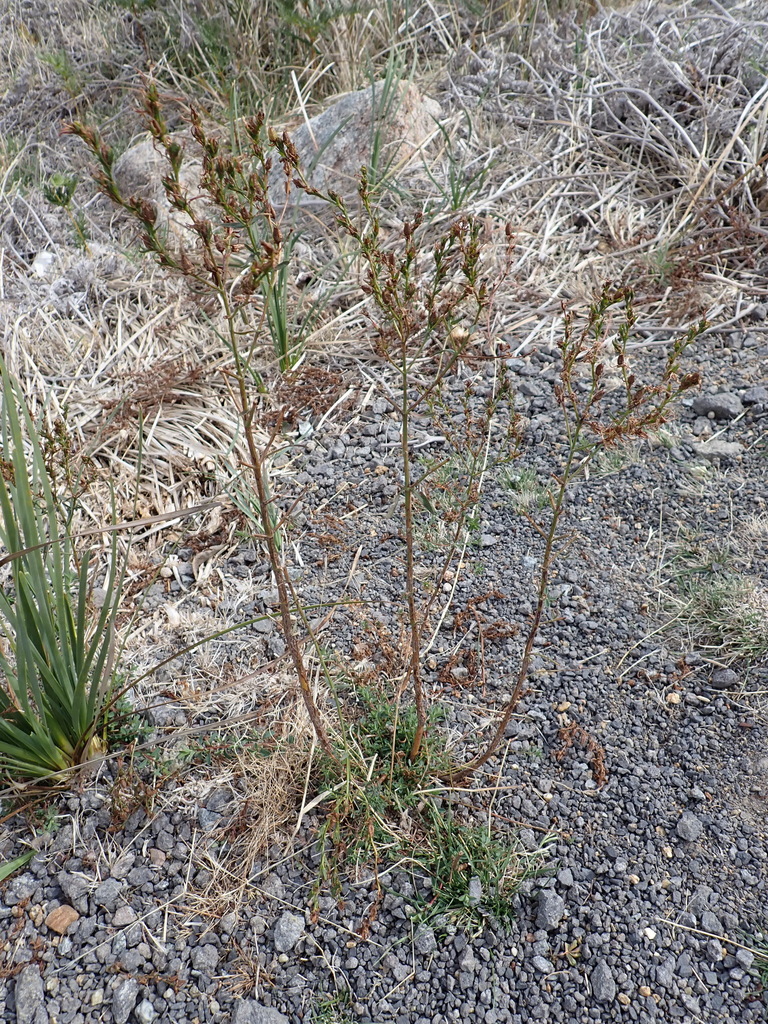 Common St. John's Wort from Strathbogie VIC 3666, Australia on April 14 ...