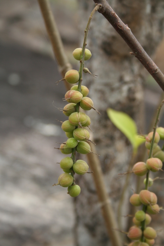 Alchornea cordifolia (Árvores de Lisboa) · iNaturalist