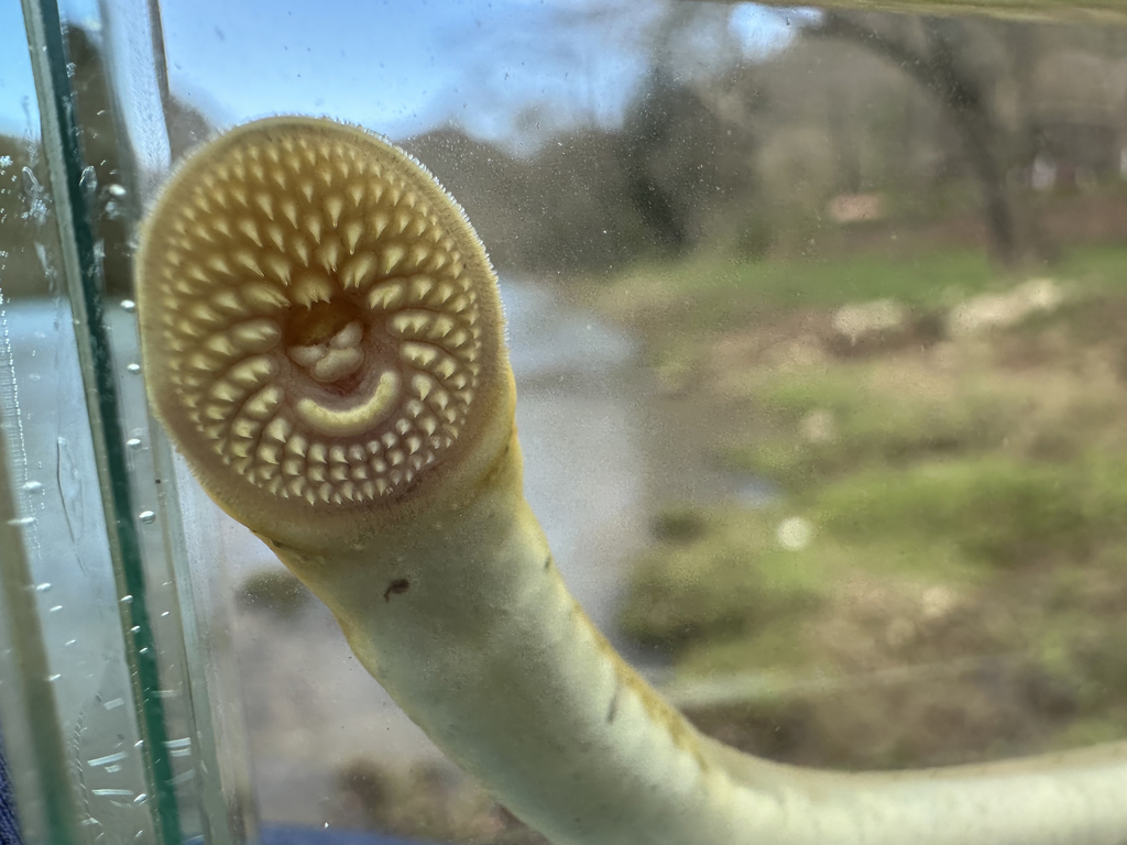 Mountain Brook Lamprey in April 2025 by Henry Dennison · iNaturalist