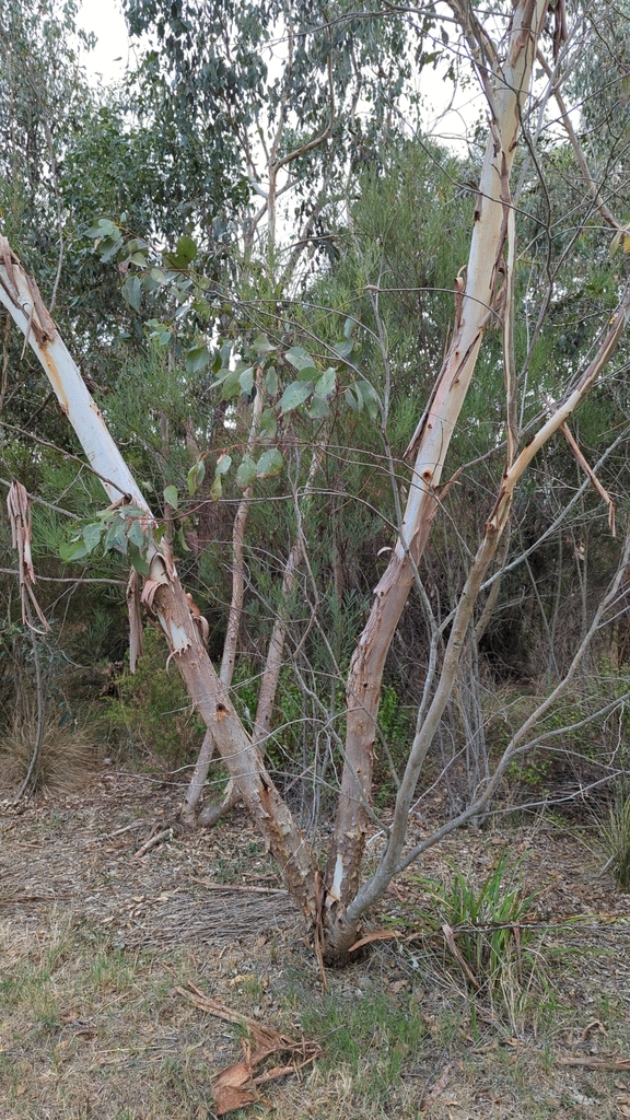 Swamp Gum from Wantirna South VIC 3152, Australia on April 16, 2025 at ...