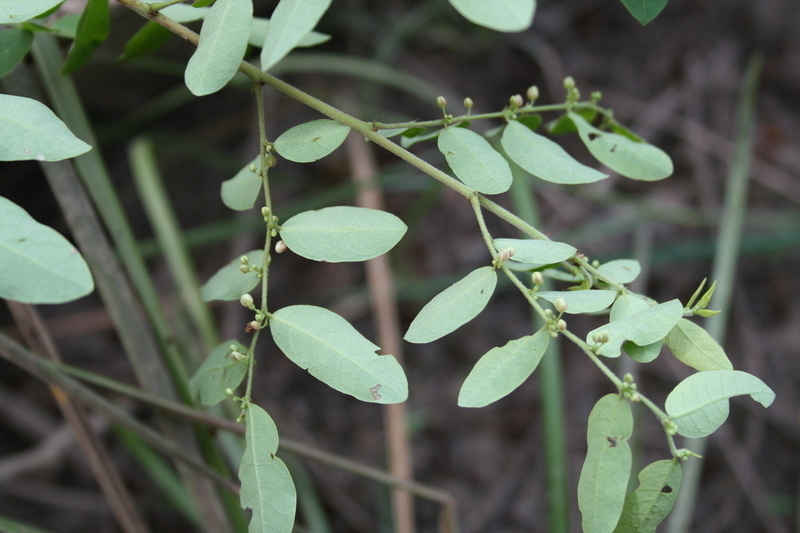 (Phyllanthus muellerianus) - Botanical Realm