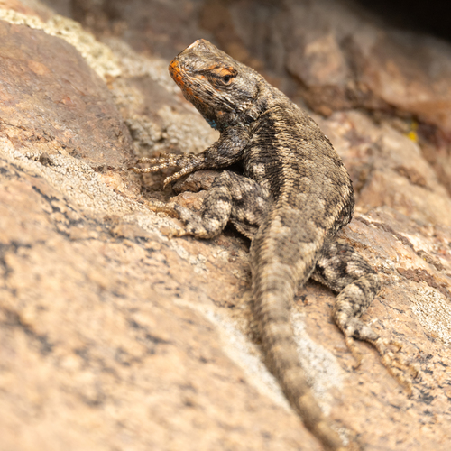Prairie Lizard (Sceloporus consobrinus) - Snakes and Lizards