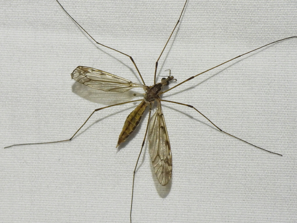 Common Crane Flies from West Meadowbrook, Fort Worth, TX, USA on April ...