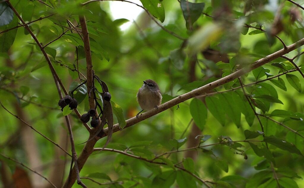 Brown Gerygone from Sydney NSW, Australia on April 16, 2025 at 02:49 PM ...