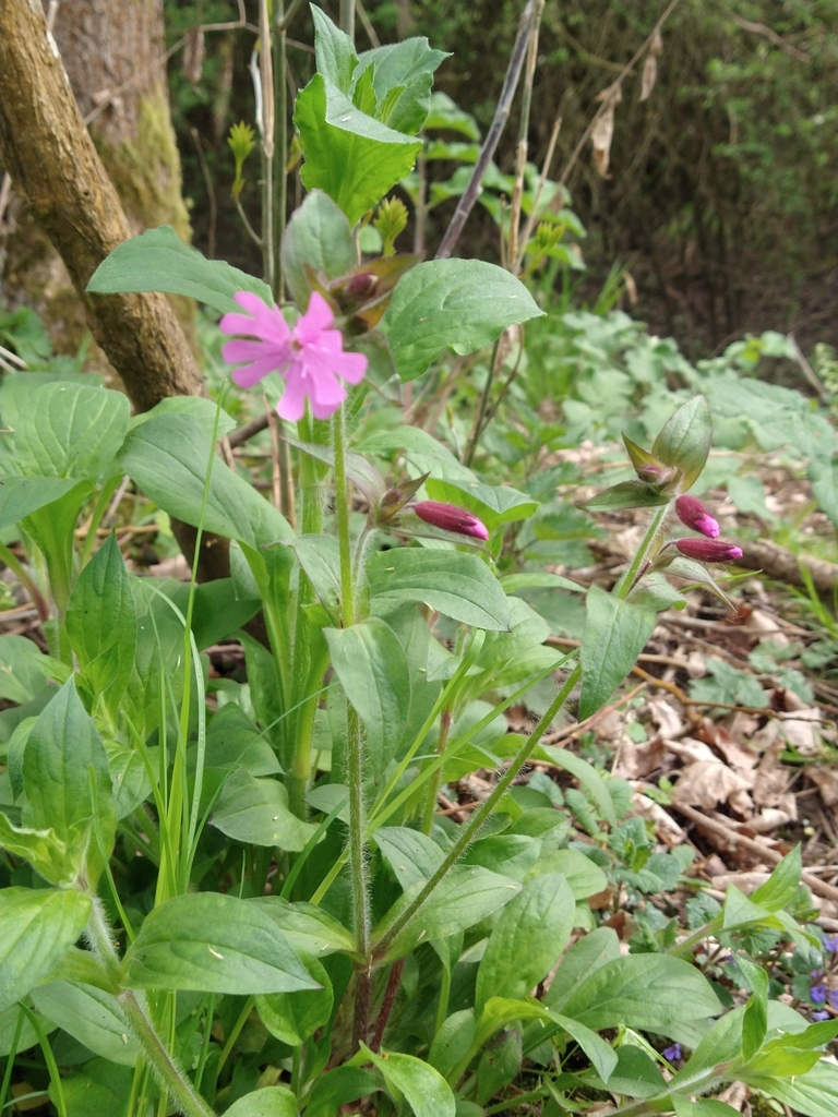 red campion from Kenilworth CV8 2JW, UK on April 15, 2025 at 12:24 PM ...