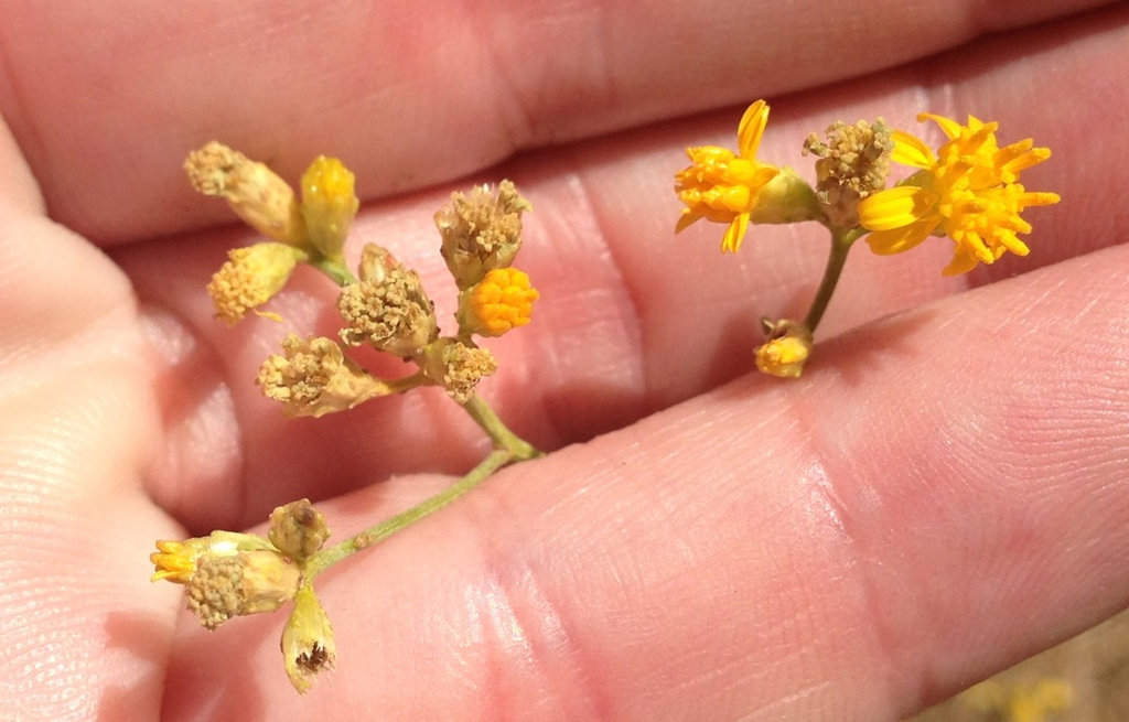 California matchweed from 1307–1799 Wilbur Ave, Antioch, California, US ...