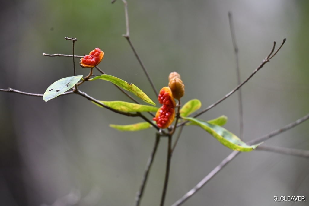 Rough-fruited Pittosporum from Castle Hill NSW 2154, Australia on April ...